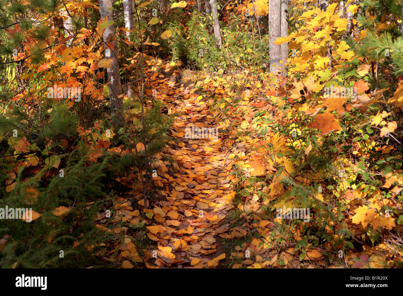 AUTUMN TRAIL IN A FOREST NEAR ELLISON BAY DOOR COUNTY WISCONSIN USA ...