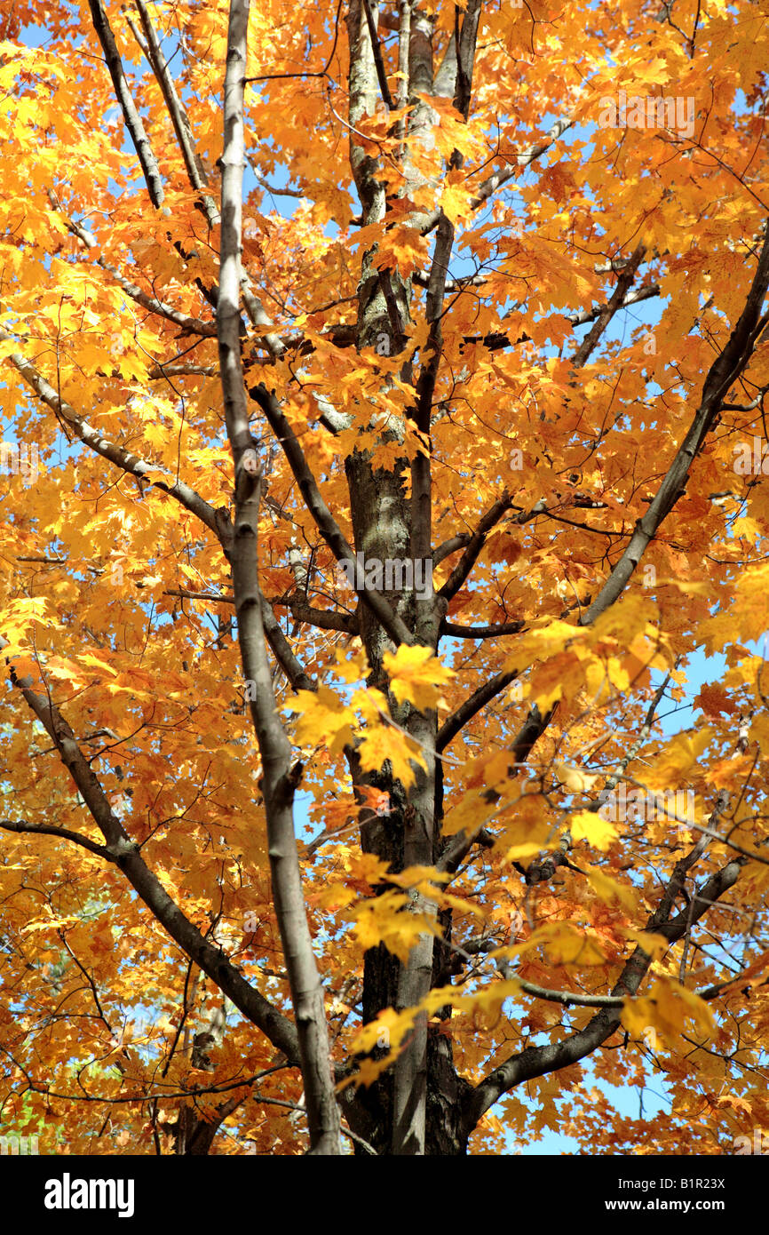 GOLDEN MAPLE TREE IN AUTUMN IN ELLISON BAY DOOR COUNTY WISCONSIN USA ...