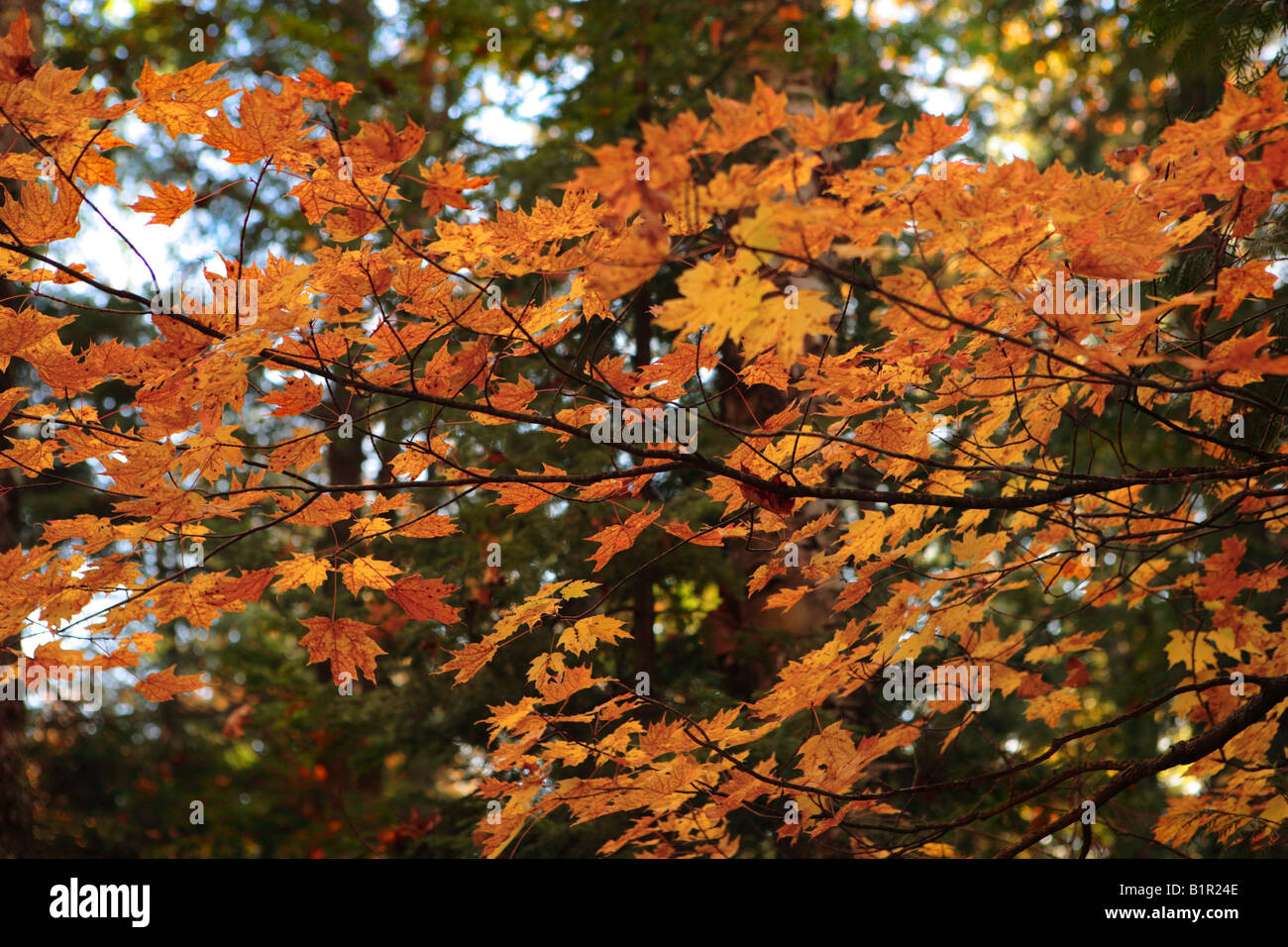 1645 prints hi-res stock photography and images - Alamy