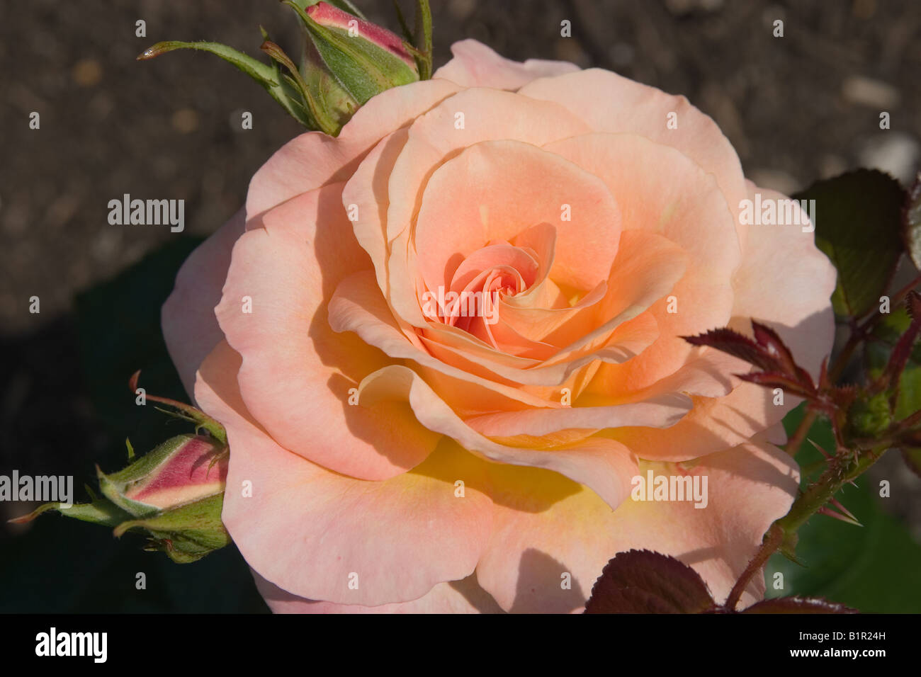 Rose 'Constance Finn' or 'Hareden' Stock Photo - Alamy