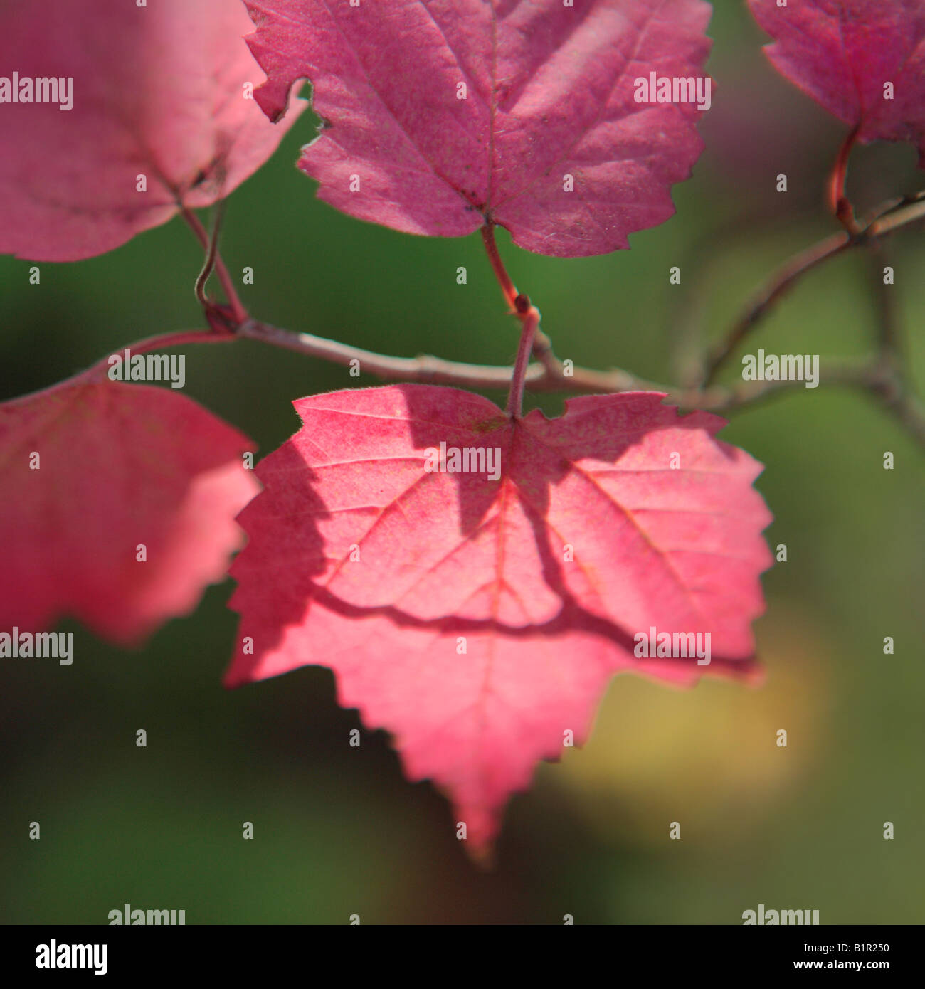 PURPLE MAPLE LEAVES ACER RUBRUM IN AUTUMN IN DOOR COUNTY WISCONSIN USA ...