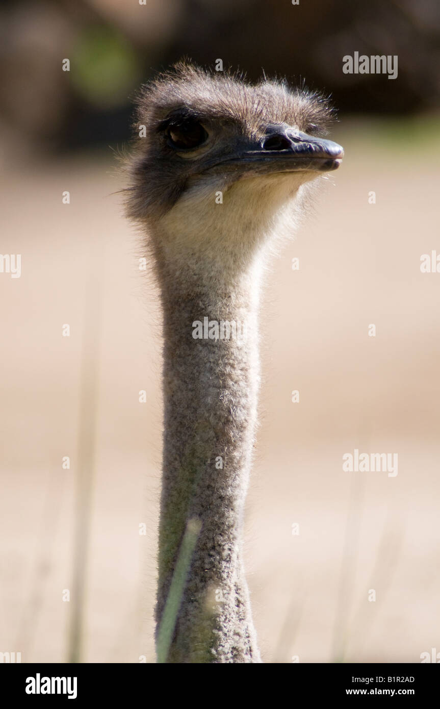 Ostrich up close Stock Photo - Alamy