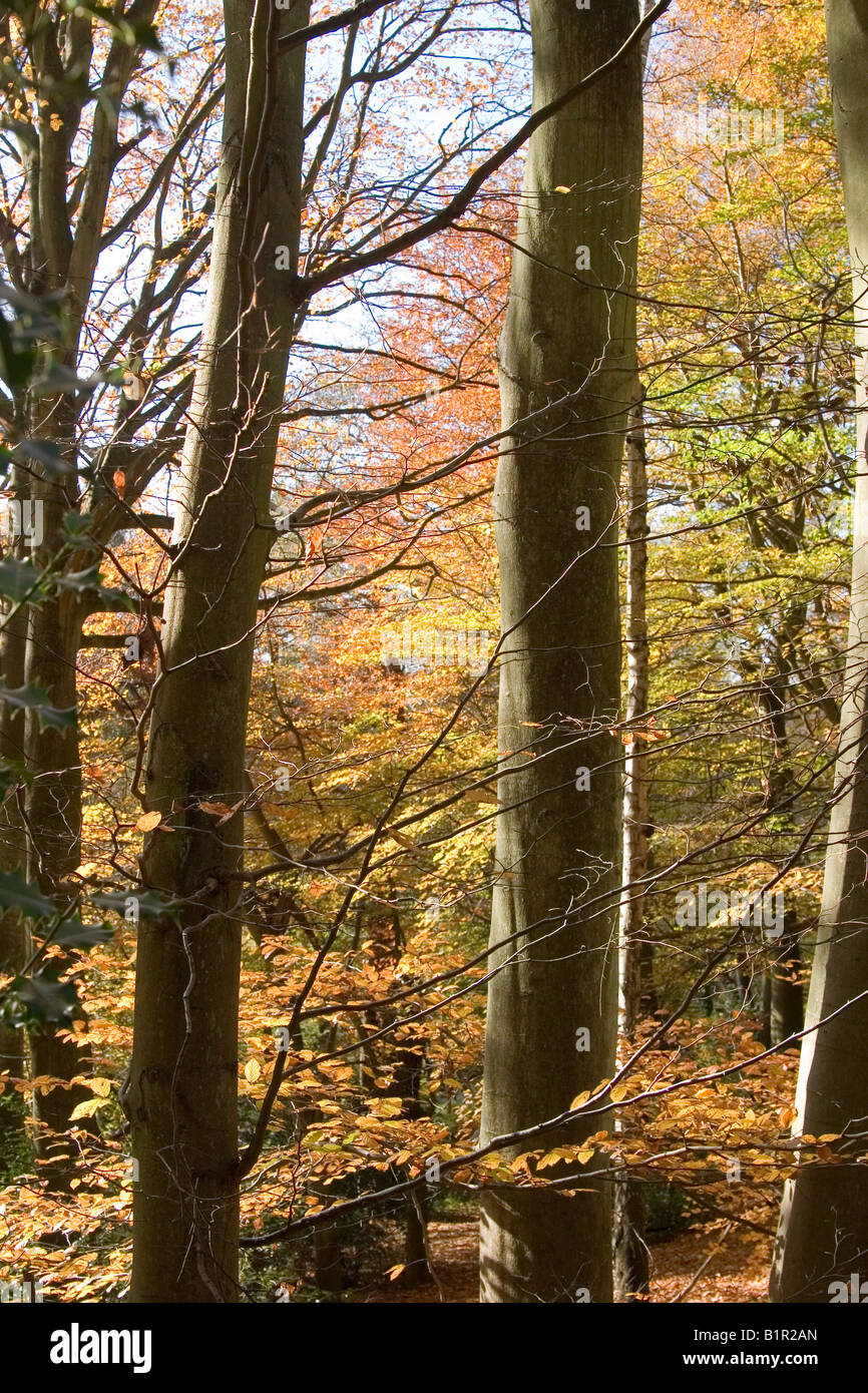 Beech trees in Autumn Stock Photo - Alamy