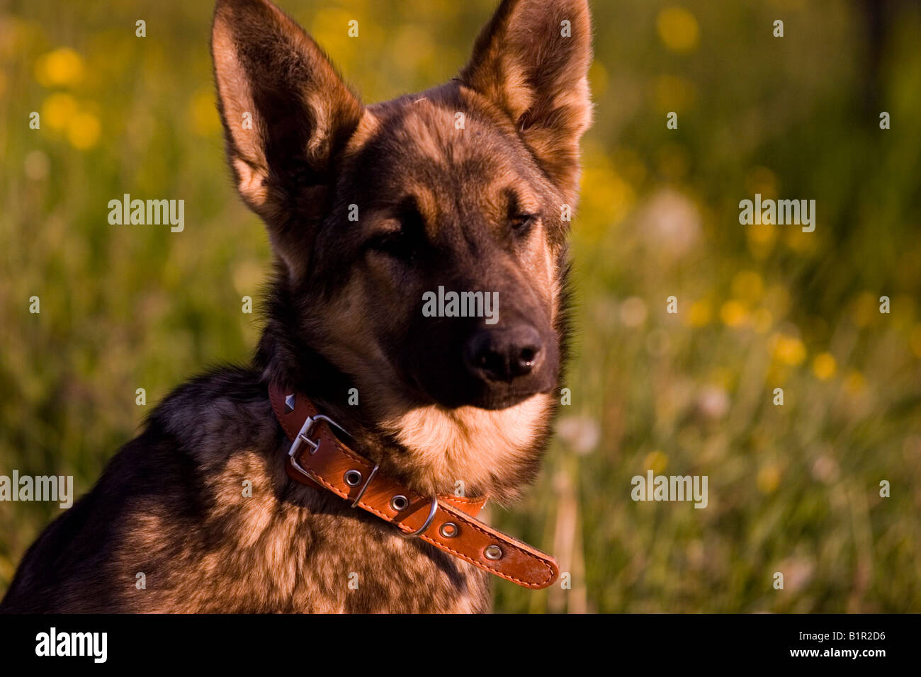 A large dog is guarding some property on Sakhalin Island, Russian ...