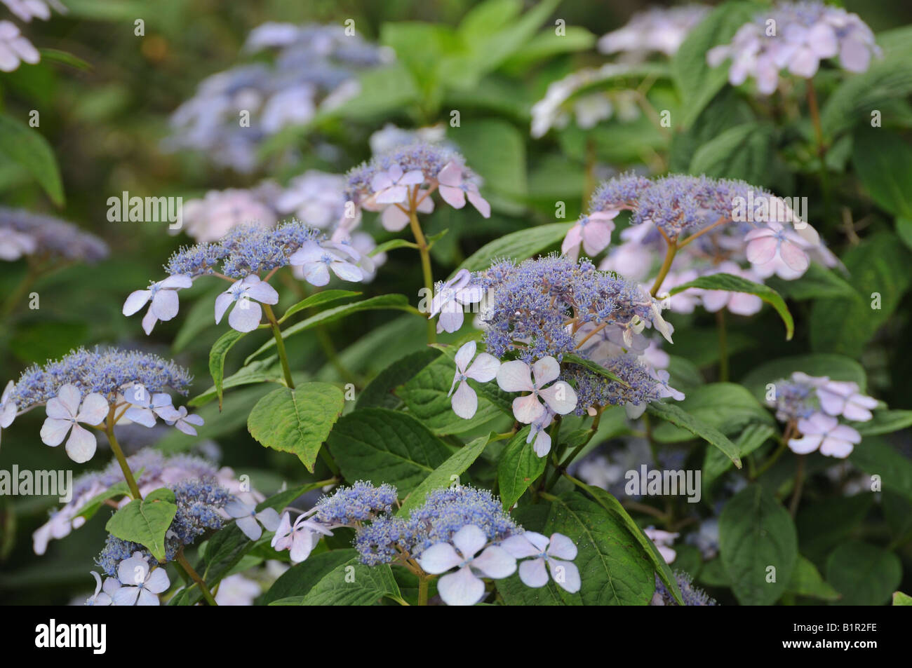 Lace cap hydrangea hi-res stock photography and images - Alamy