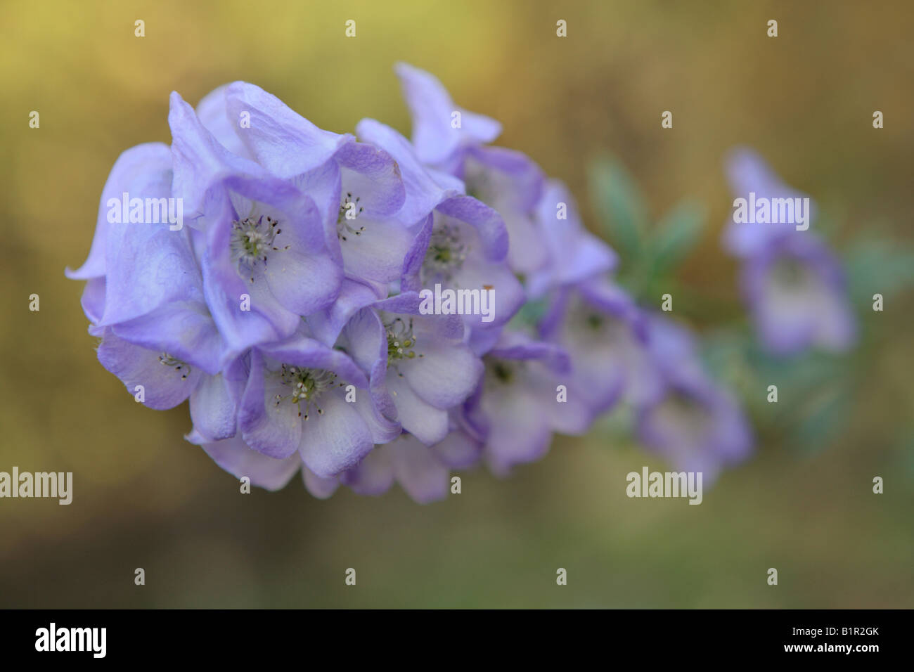 Wolfsbane hi-res stock photography and images - Alamy