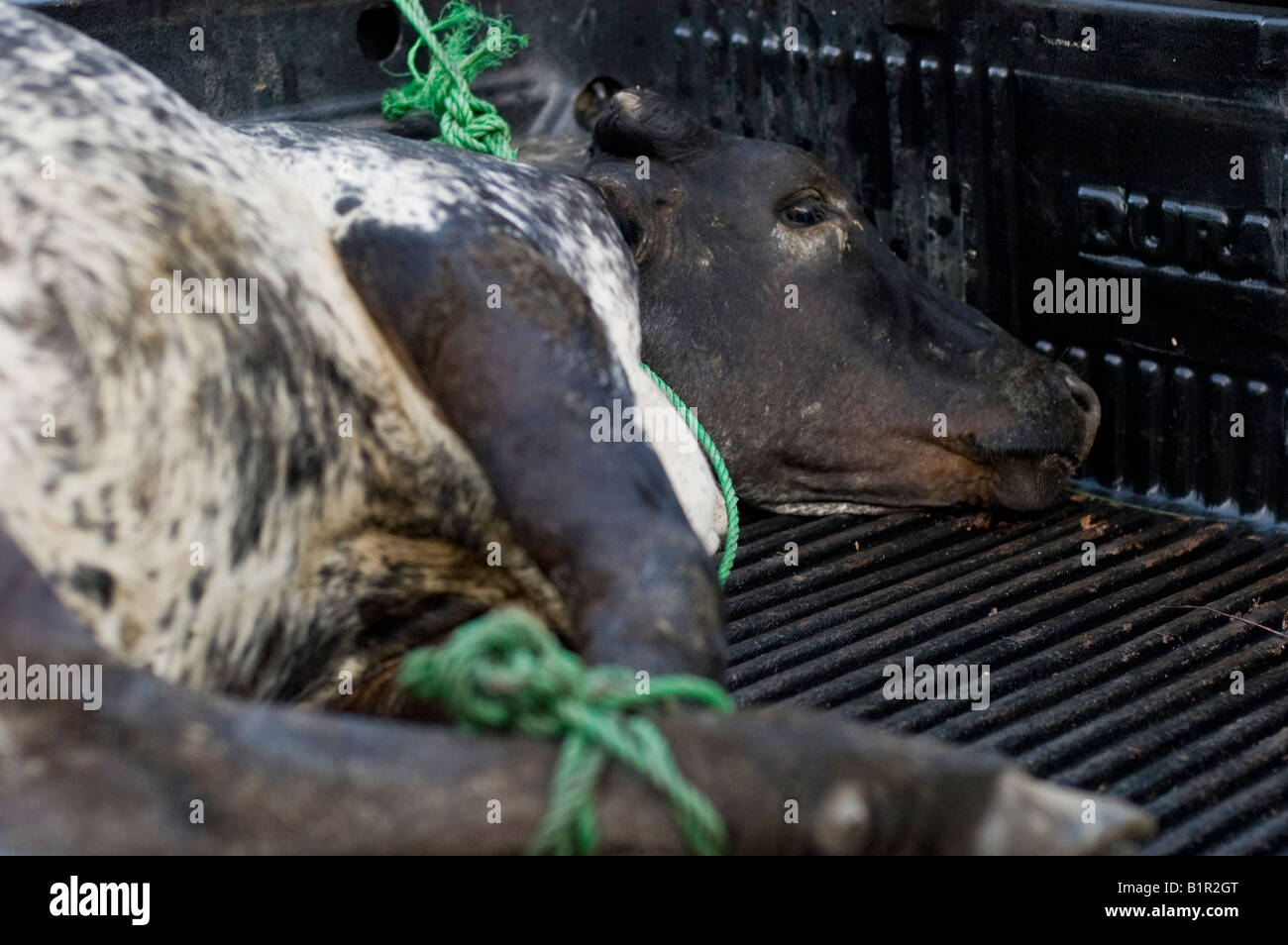 Budled up hi-res stock photography and images - Alamy