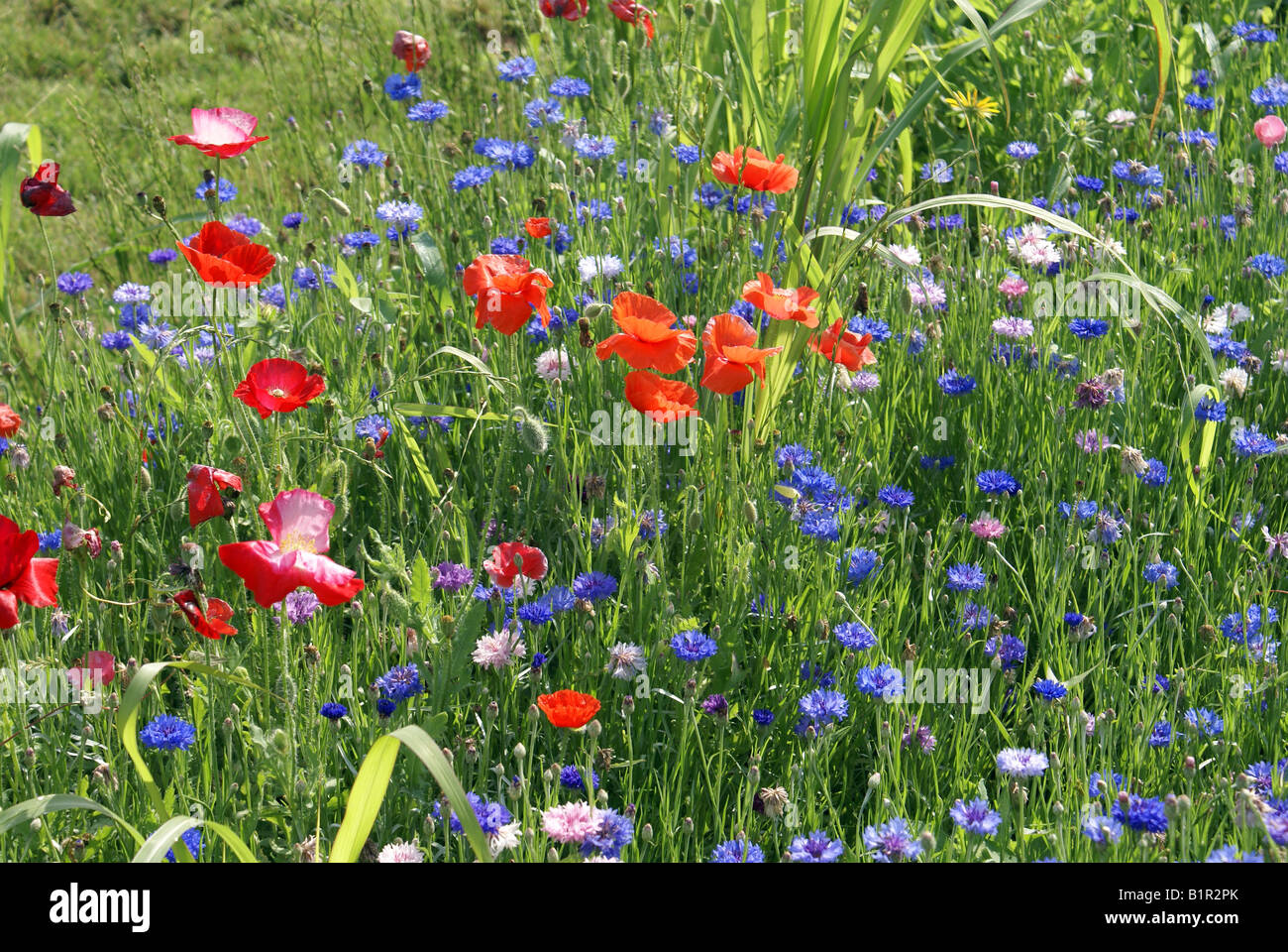 Beautiful field of wildflowers Stock Photo - Alamy