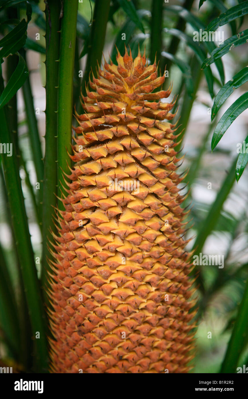 Male cone of cycas and leaves of Cycas zeylanica Stock Photo - Alamy