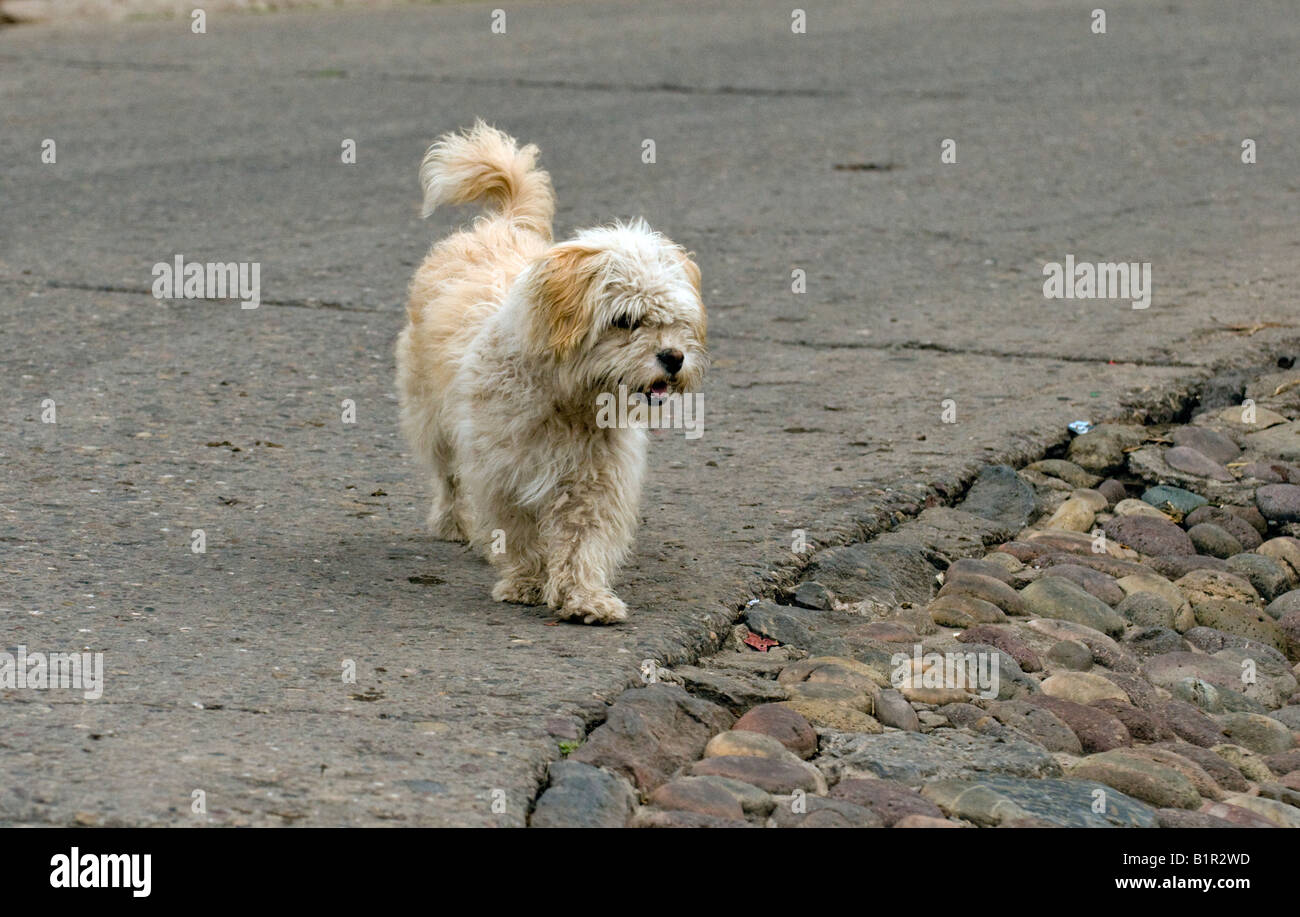 "Peruvian Street Dog Stock Photo - Alamy