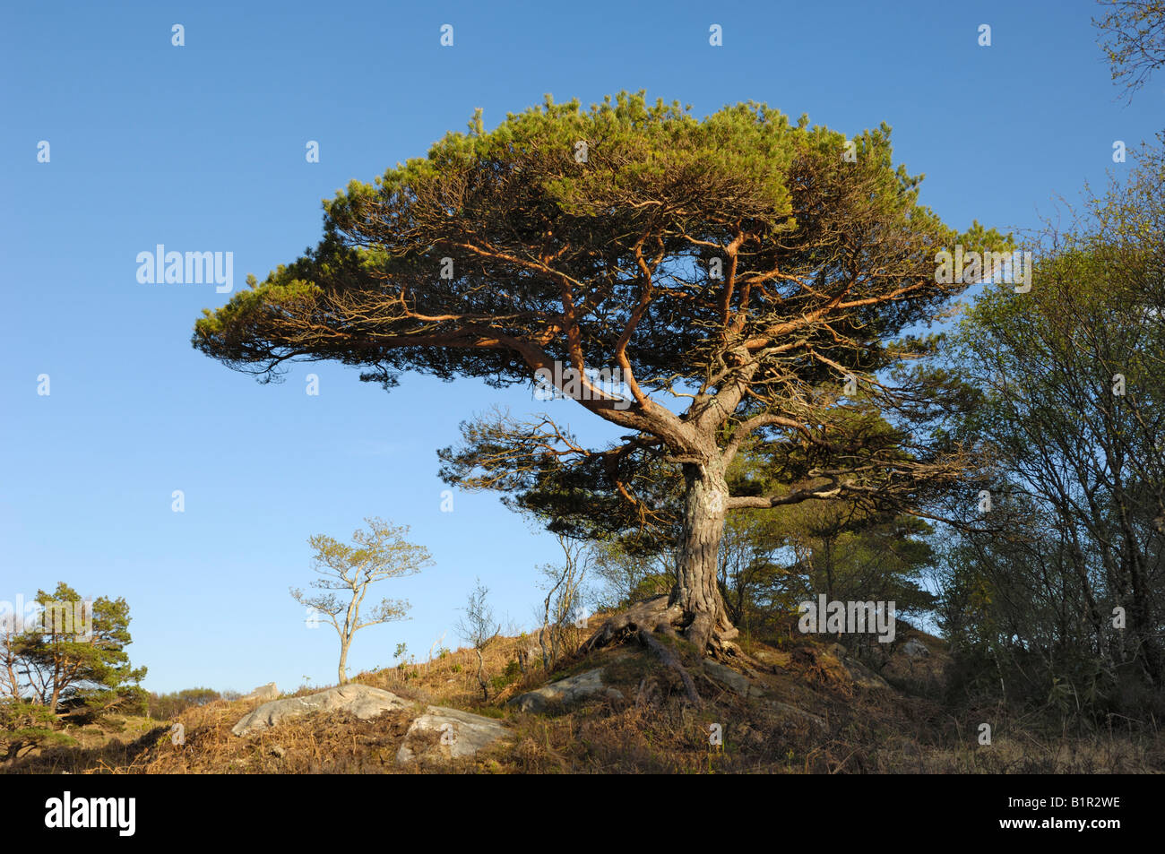 Scots Pine tree, Pinus sylvestris Stock Photo - Alamy