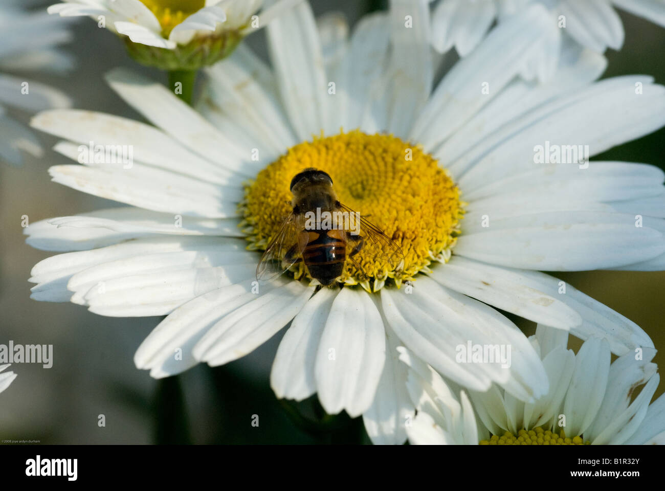 shasta daisy with bee Stock Photo - Alamy