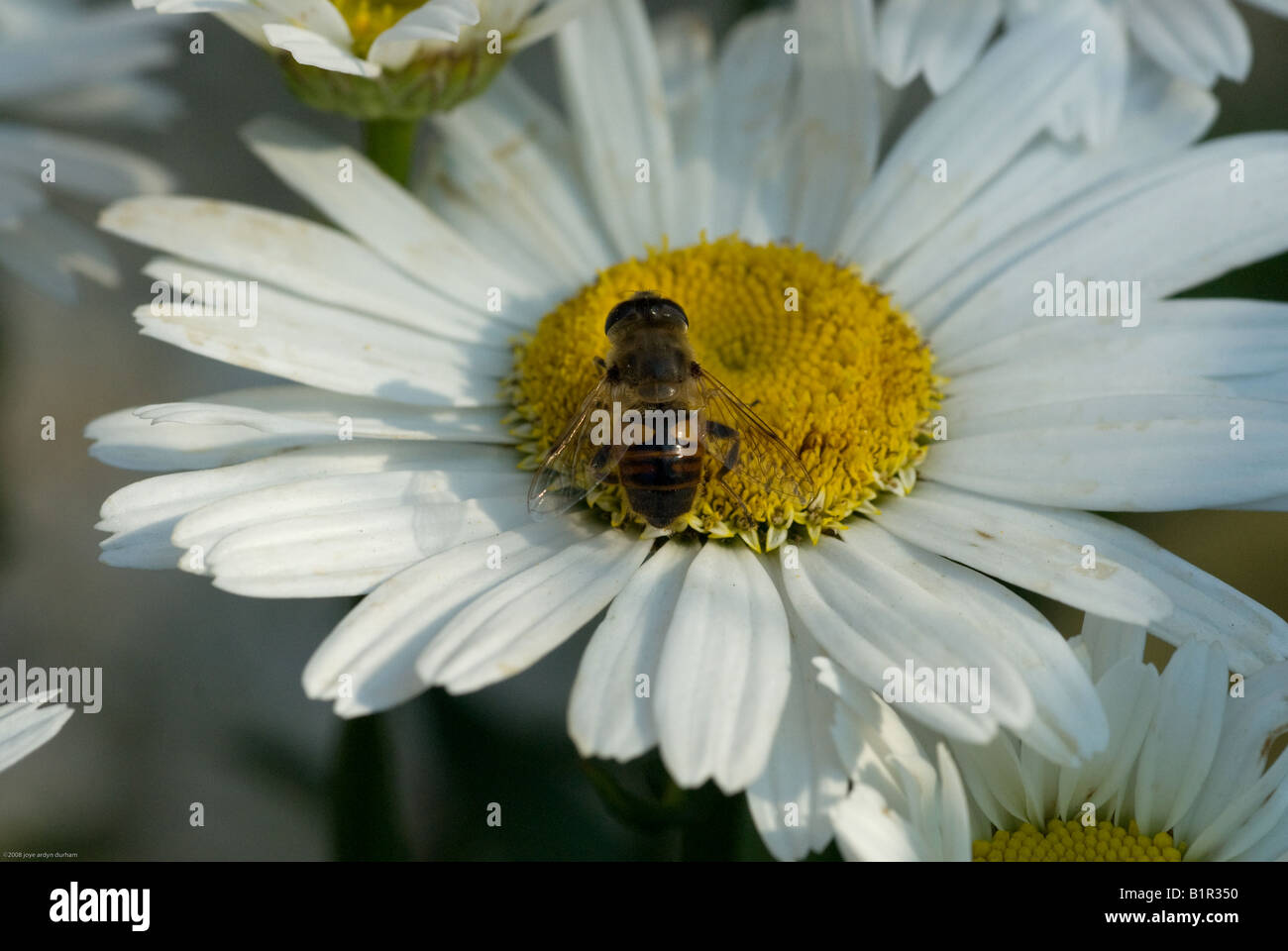 daisy with bee Stock Photo - Alamy