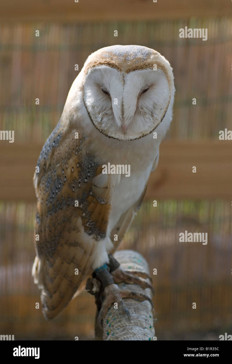 Barn Owl Tyto Alba Stock Photo - Alamy