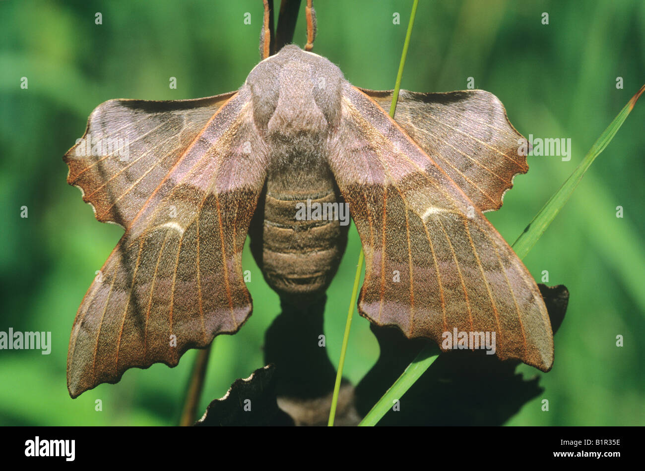 Poplar Hawk Moth (Laothoe populi Stock Photo - Alamy