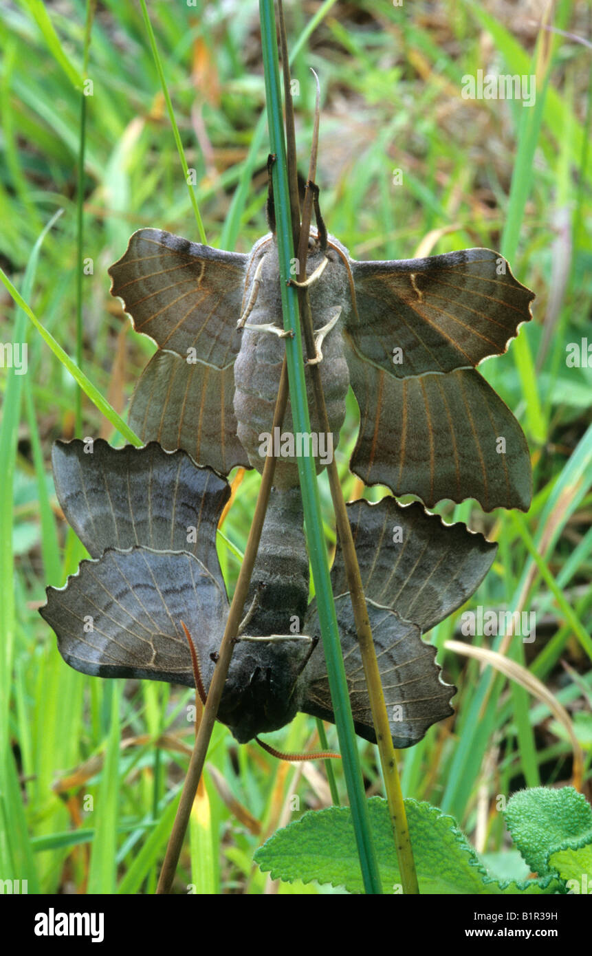 Mating hawk moths hi-res stock photography and images - Alamy