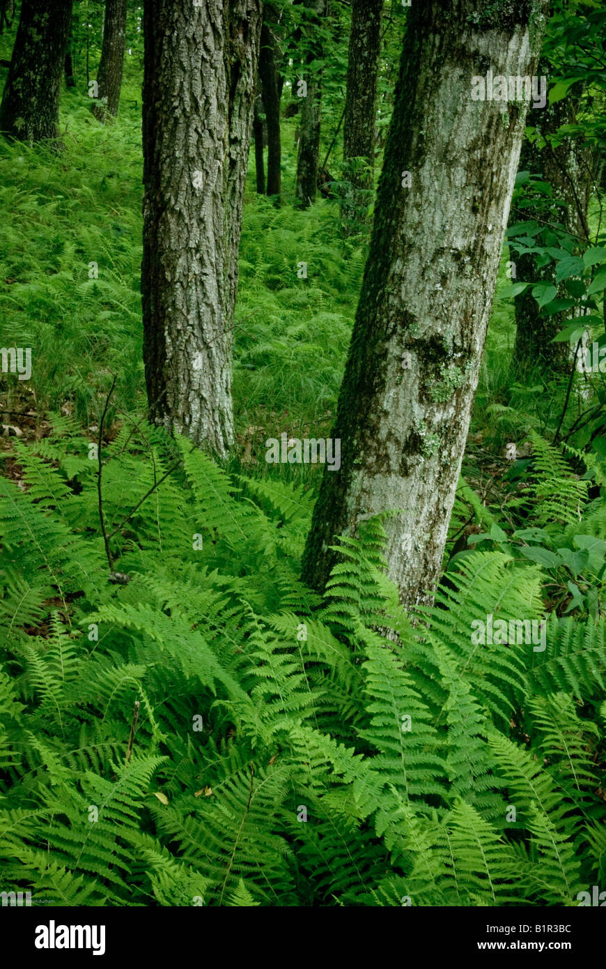 two trees with ferns growing around them on the Blue Ridge Parkway in ...