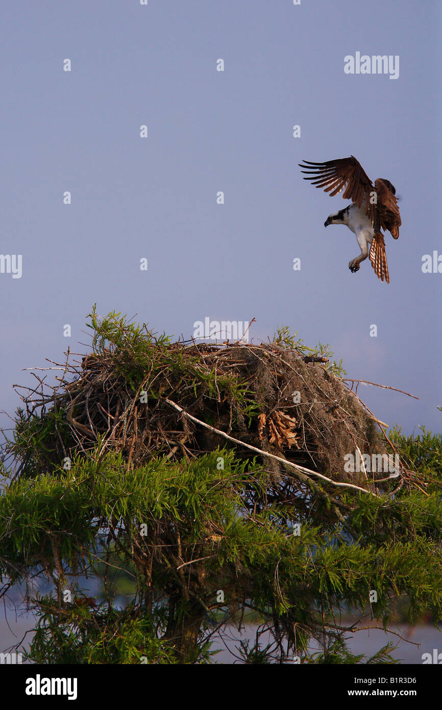 An Osprey gracefully returns to the chicks on its nesting site located ...