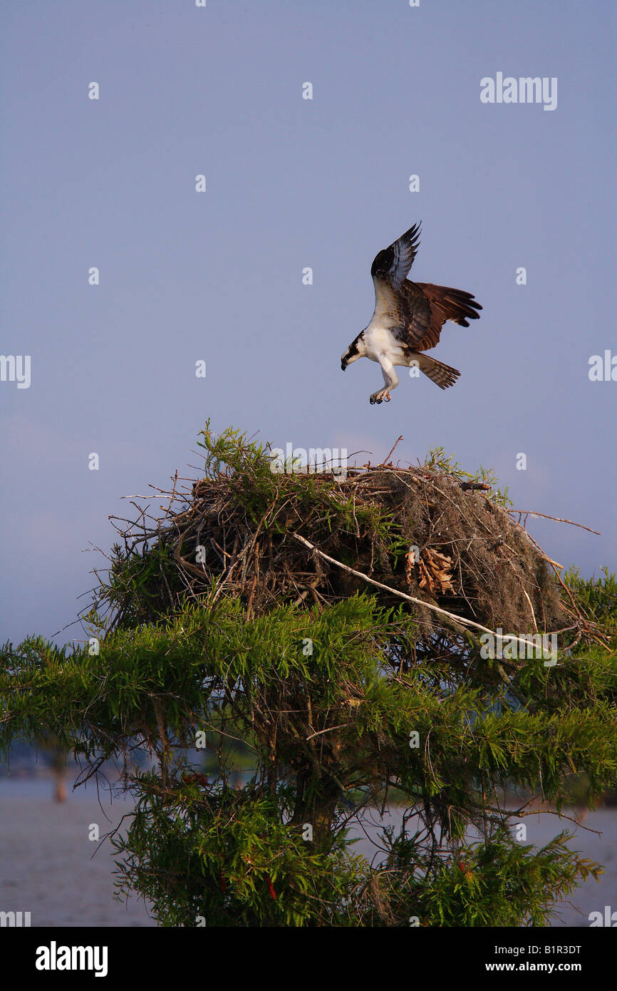 An Osprey gracefully returns to the chicks on its nesting site located ...