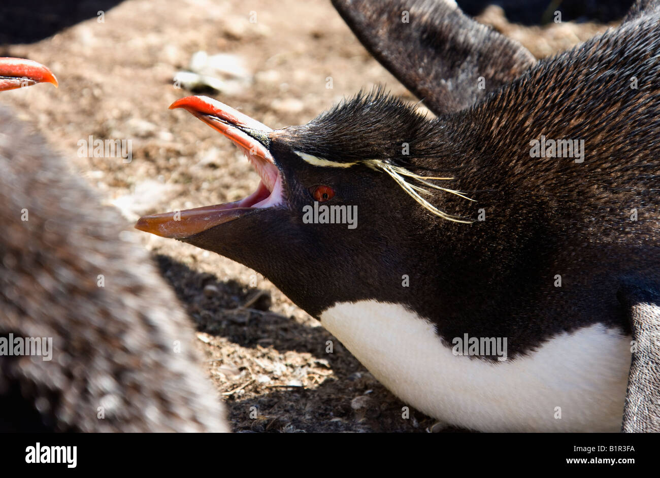 Rockhopper Penguin colony - Eudyptes Chrysocome - on Pebble Island in ...