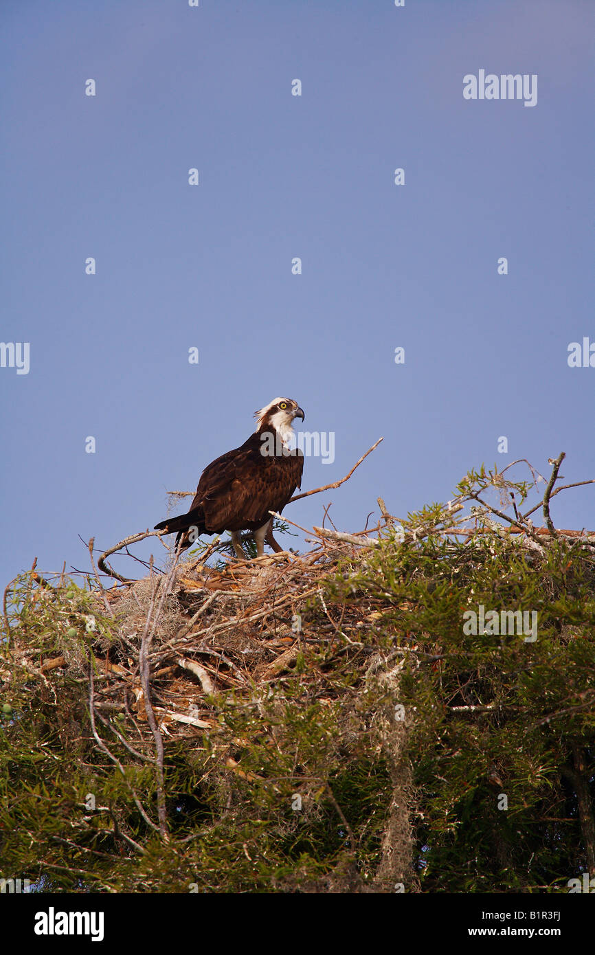 An Osprey gracefully returns to the chicks on its nesting site located ...