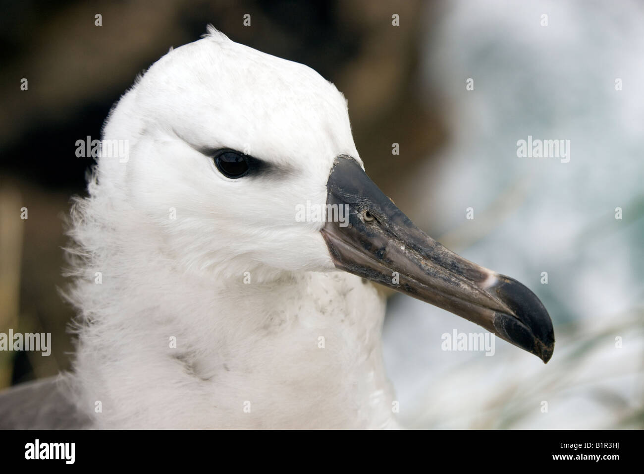 Black browed Albatross fledgling - Thalassarche melanophrys - at The ...