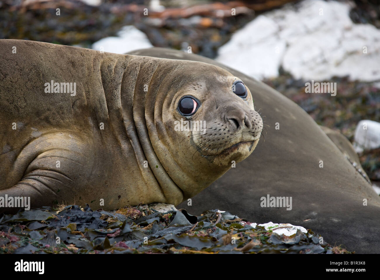 Young Southern Elephant Seal - Mirounga leonina - on Carcass Island in ...