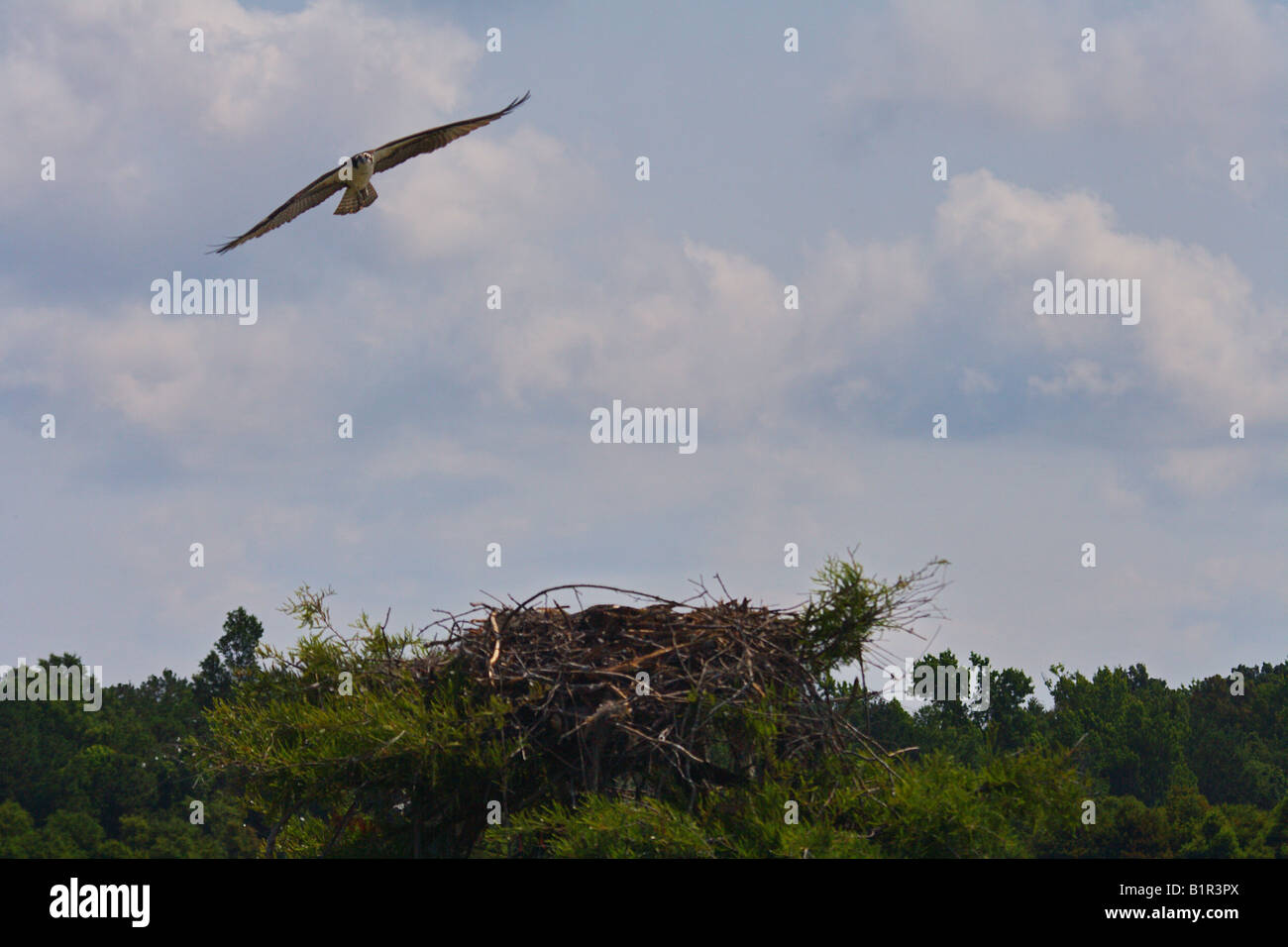 An Osprey soars through the sky aobve Lake Marion South Carolina Stock ...