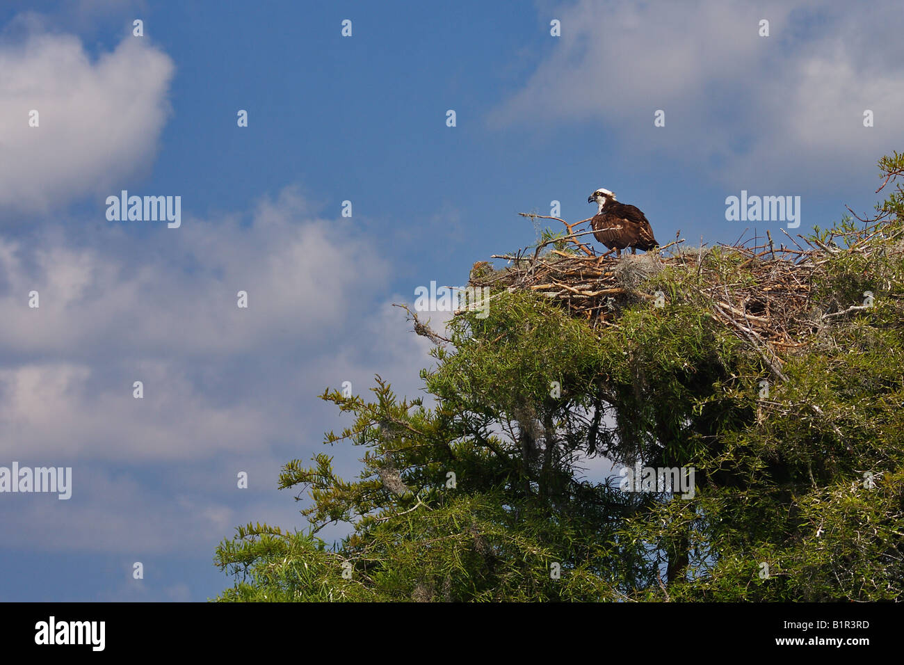 Osprey eye hi-res stock photography and images - Alamy