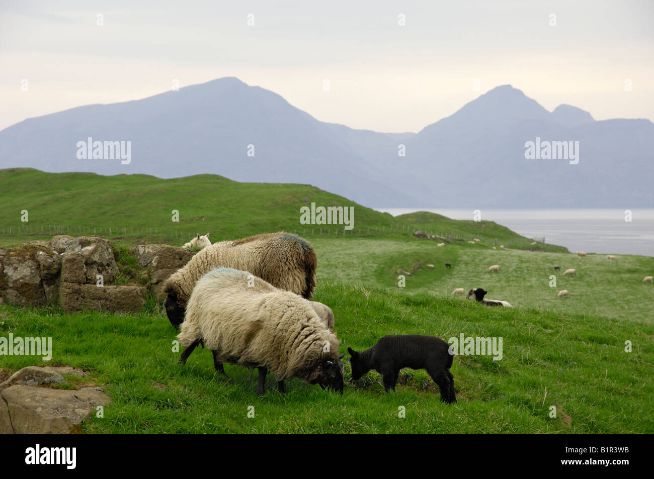 Muck island scotland hi-res stock photography and images - Alamy