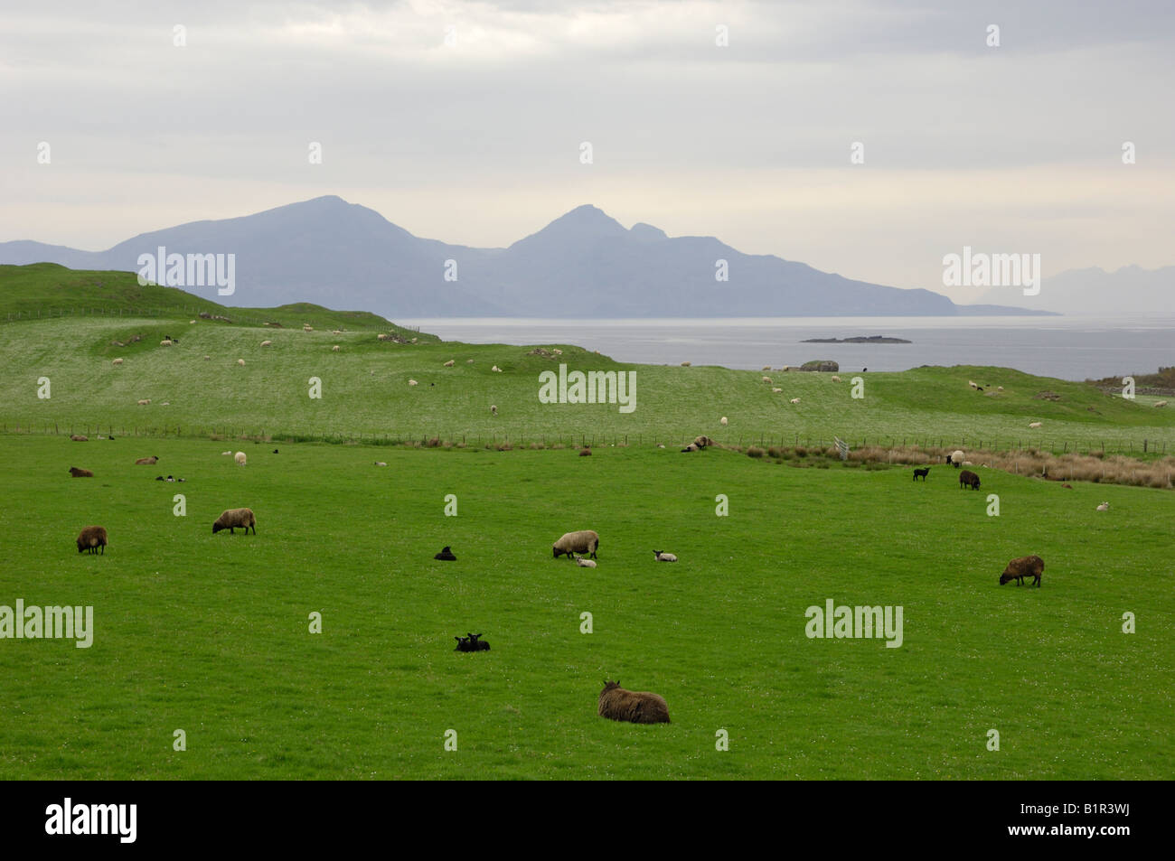 Sheep on Isle of Muck, Scotland Stock Photo - Alamy
