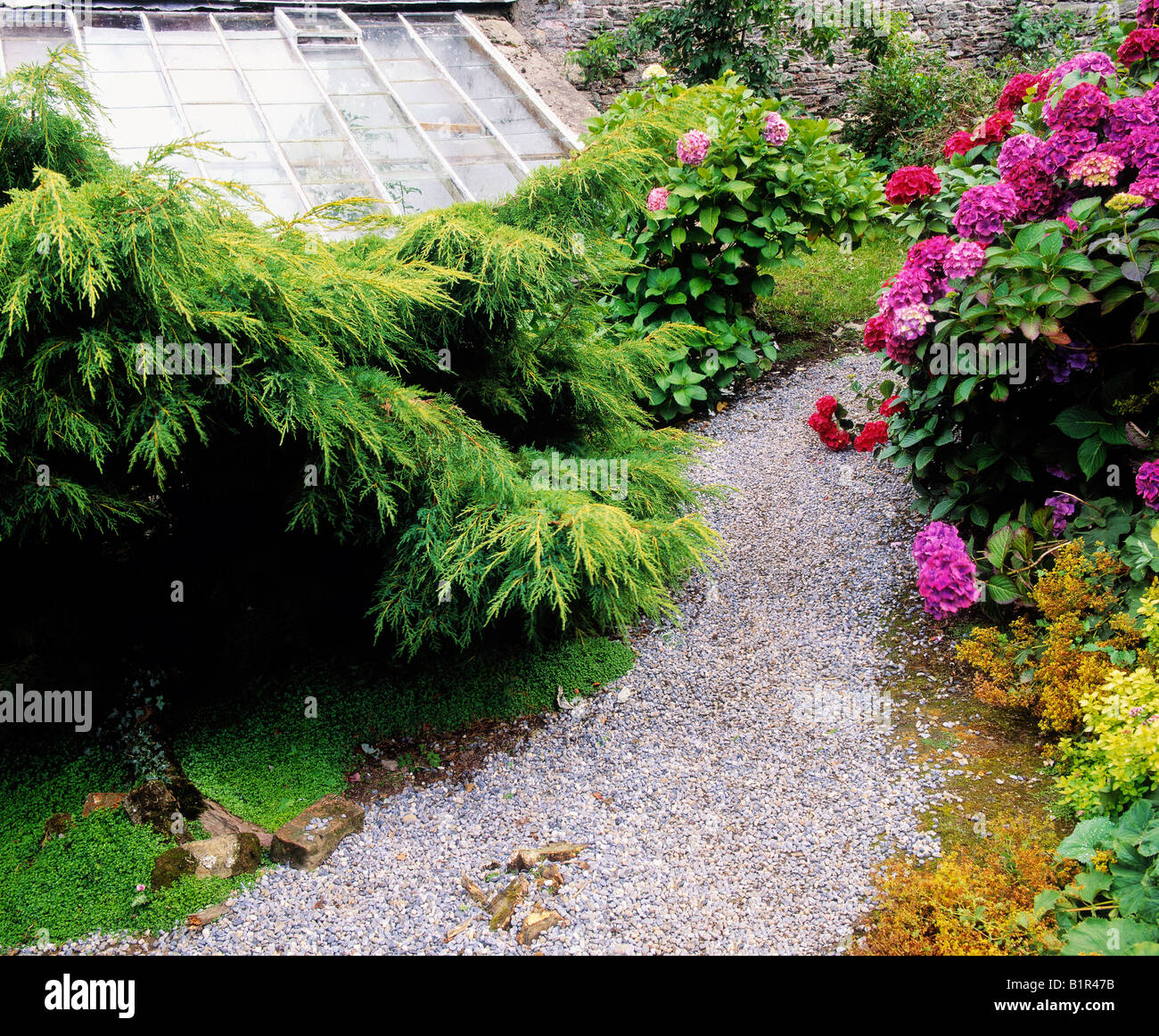Juniper & Hydrangea, Berkeley Forest, Co Wexford, Ireland Stock Photo ...