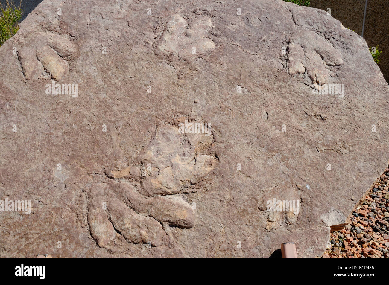 Dinosaur footprints on show at Glen Canyon Dam on Lake Powell between ...