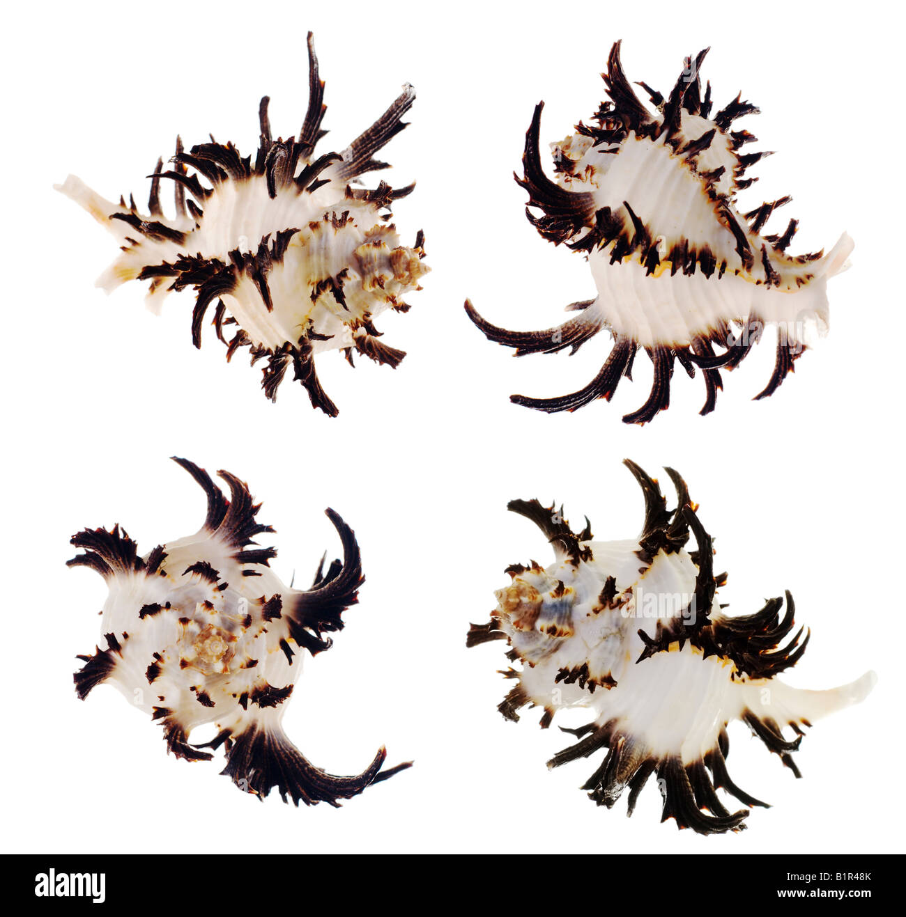 Spiked shell Cut Out Stock Images & Pictures - Alamy