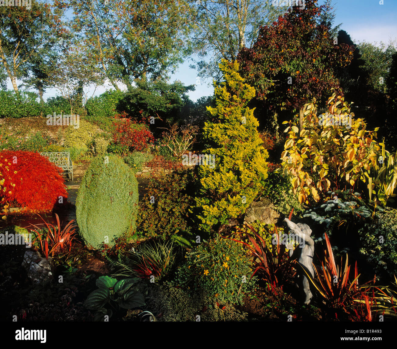 Collection of conifers hi-res stock photography and images - Alamy