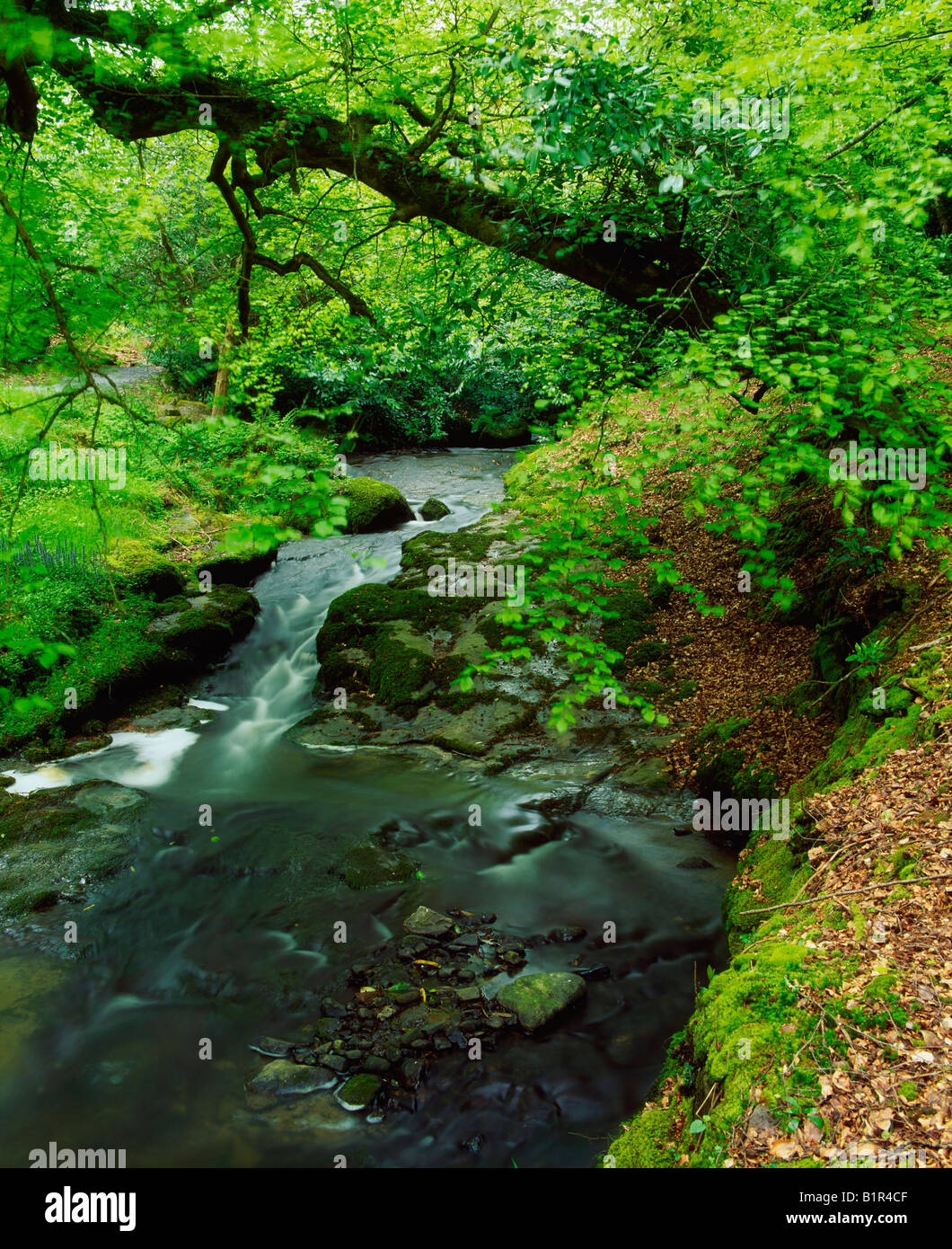 Kilfane Glen, Co Kilkenny, Ireland Stock Photo - Alamy