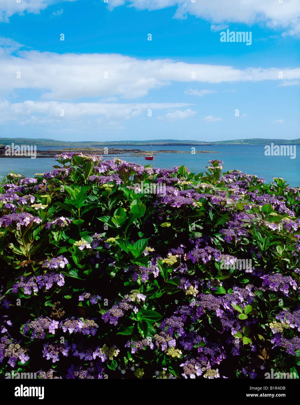 Blue Hydrangea and Dunmanus Bay, Co Cork, Ireland Stock Photo - Alamy