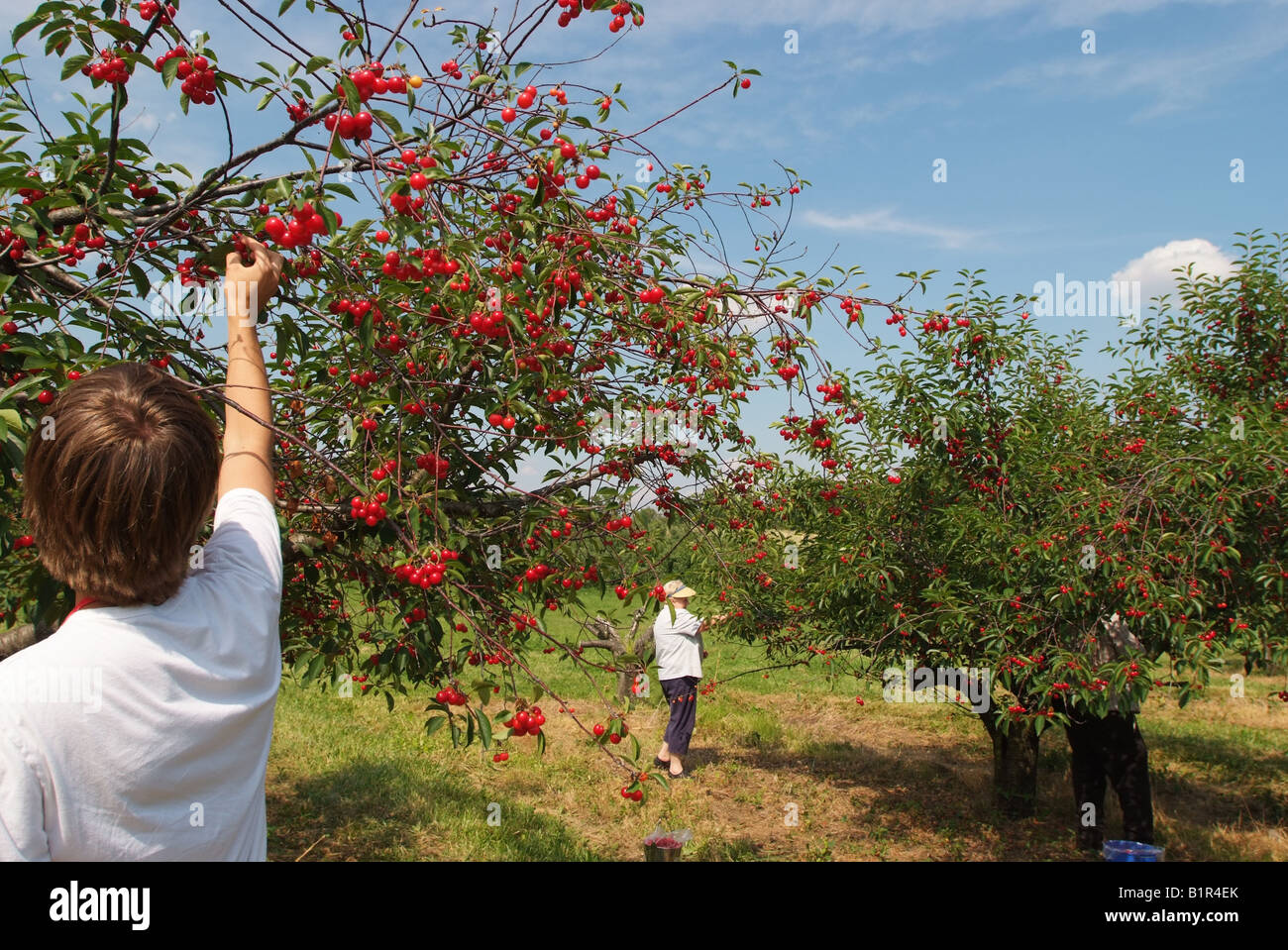 People picking their own sour cherries from an orchard A pick your ...