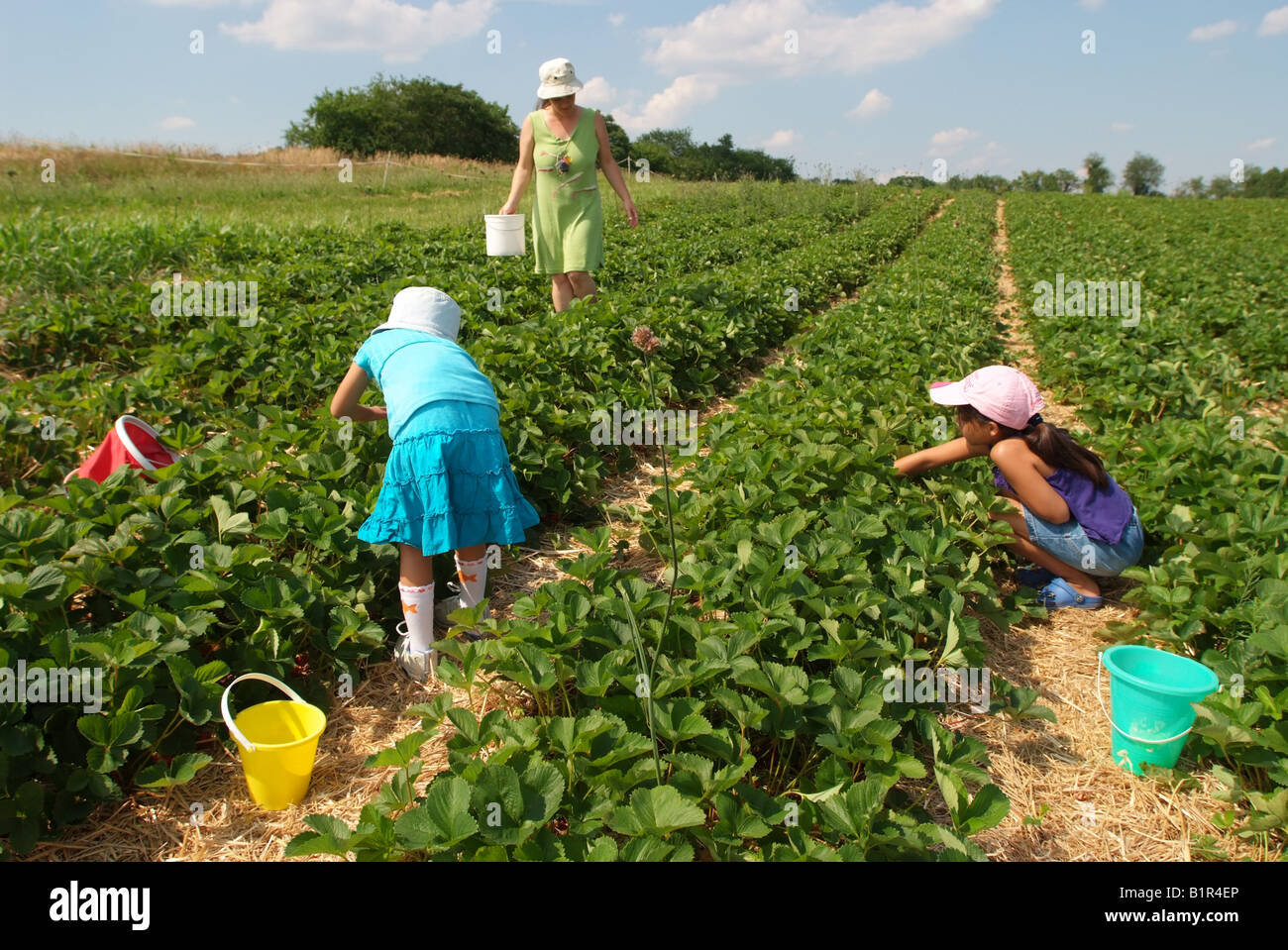 A pick your orchard in Mount Airy Maryland a mother and two girls pick ...