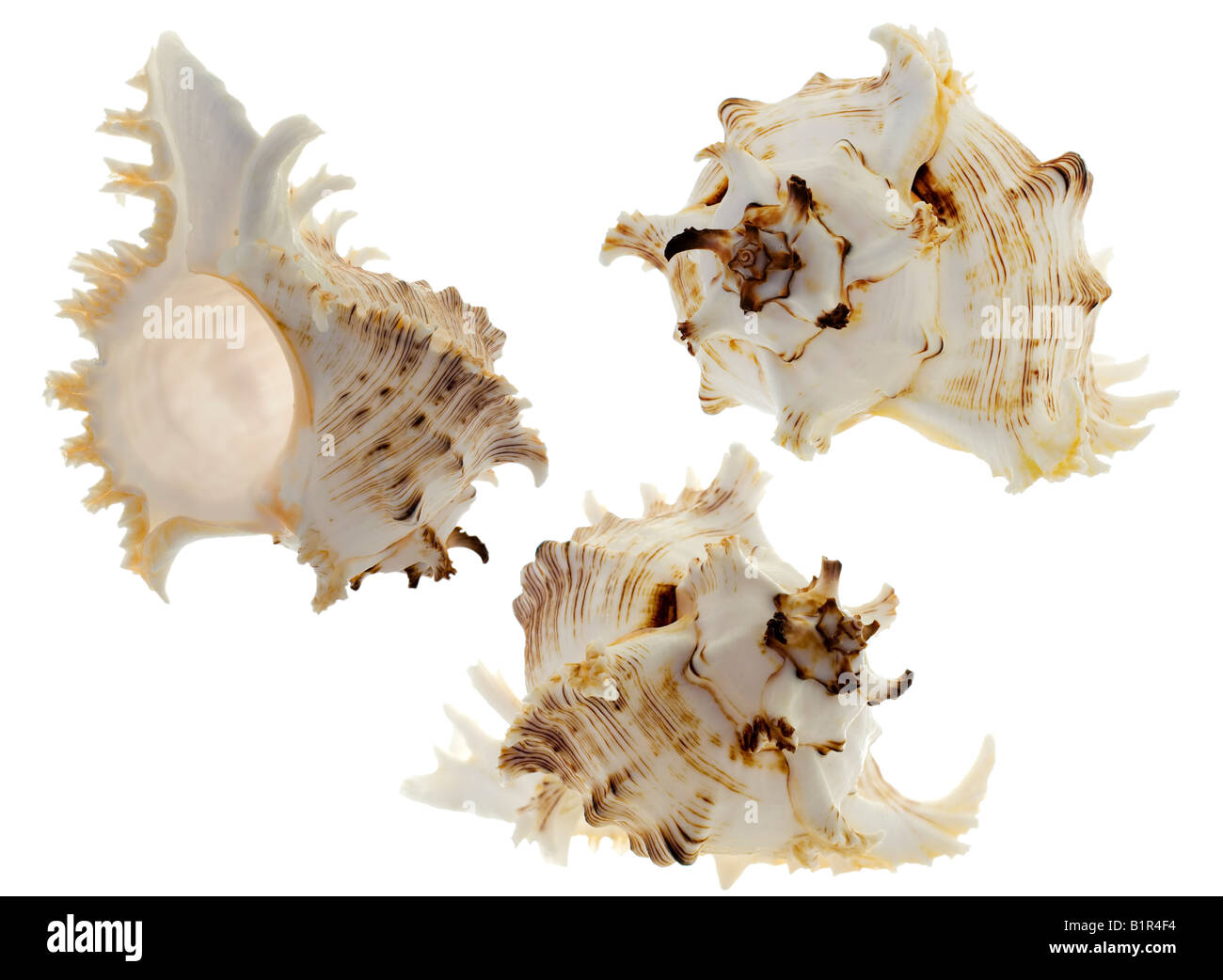 Helical Shells High Resolution Stock Photography and Images - Alamy