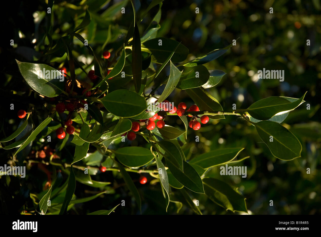 A cluster of holly berries hi-res stock photography and images - Alamy
