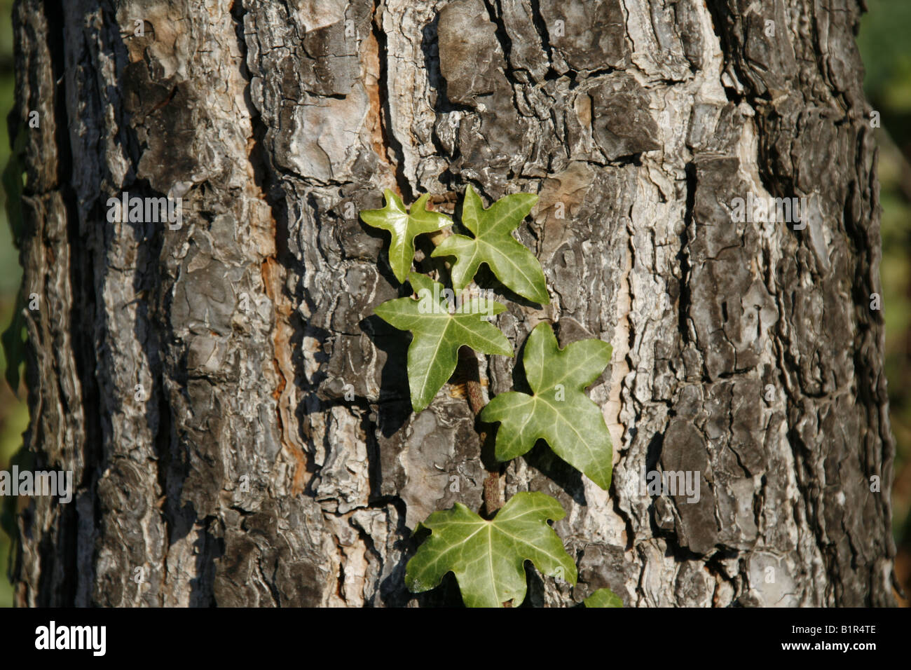 ivy plant growing on tree bark in sunny forest Stock Photo - Alamy