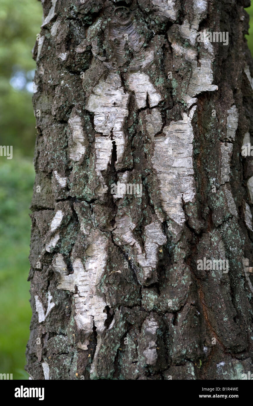 City of london epping forest hi-res stock photography and images - Alamy