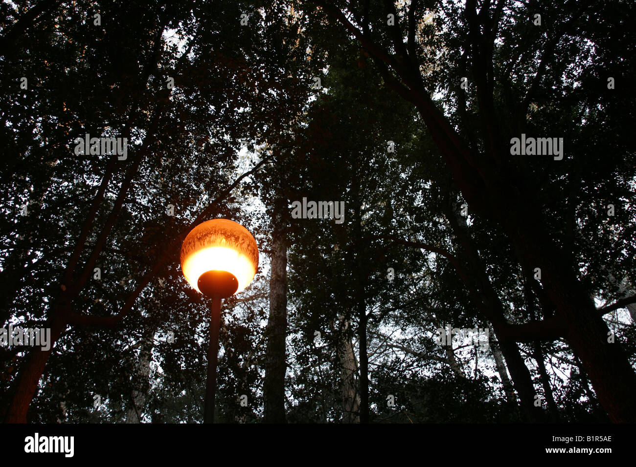 one round street lamp at night in dark forest Stock Photo - Alamy