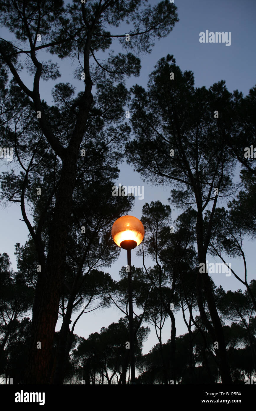 one round street lamp at night in dark forest Stock Photo - Alamy