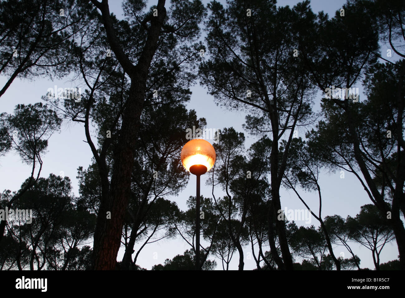 one round street lamp at night in dark forest Stock Photo - Alamy