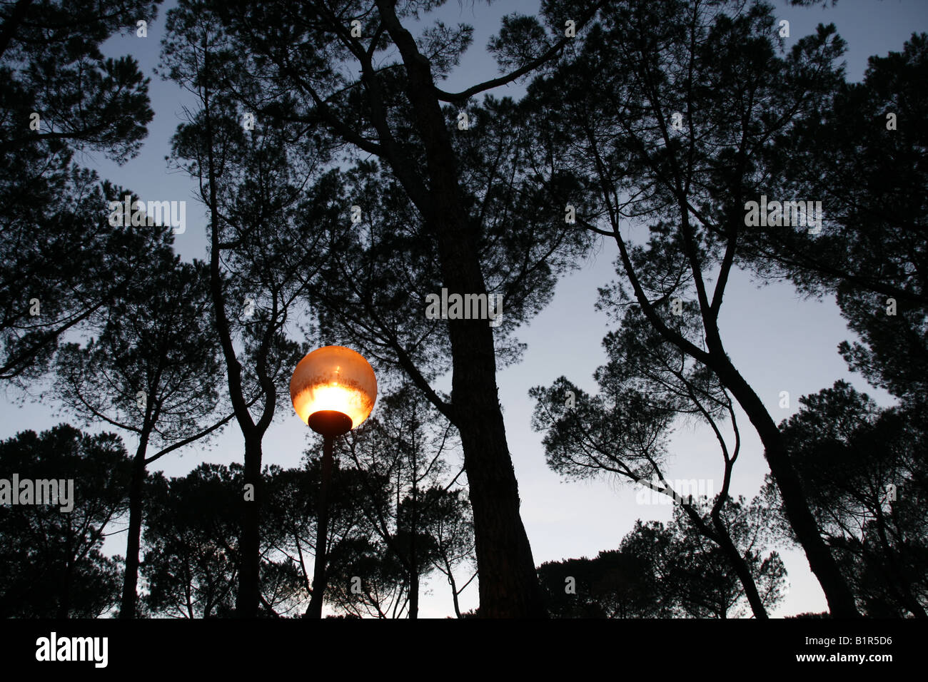 one round street lamp at night in dark forest Stock Photo - Alamy