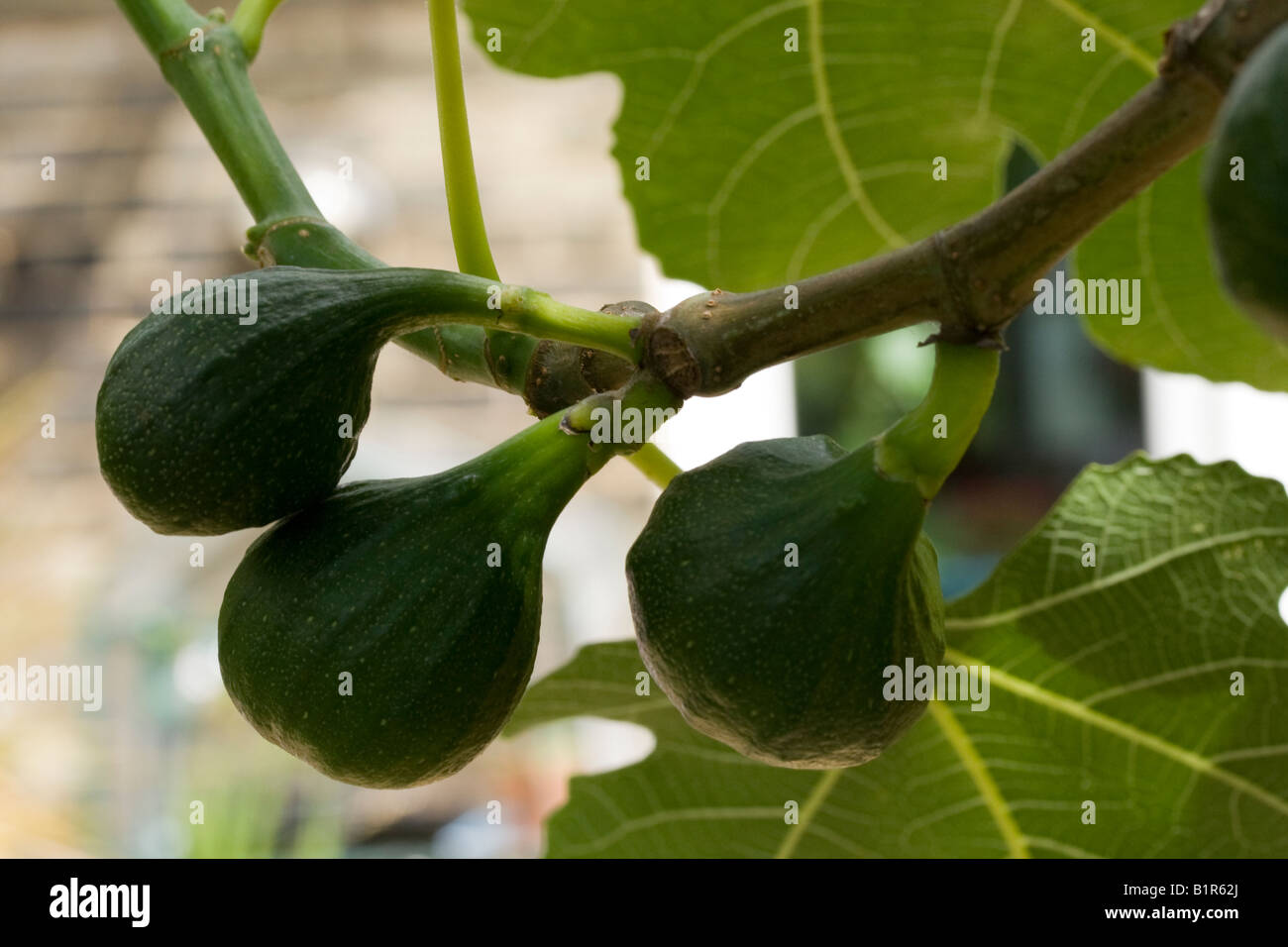 Three green figs ripening on fig tree branch Stock Photo - Alamy