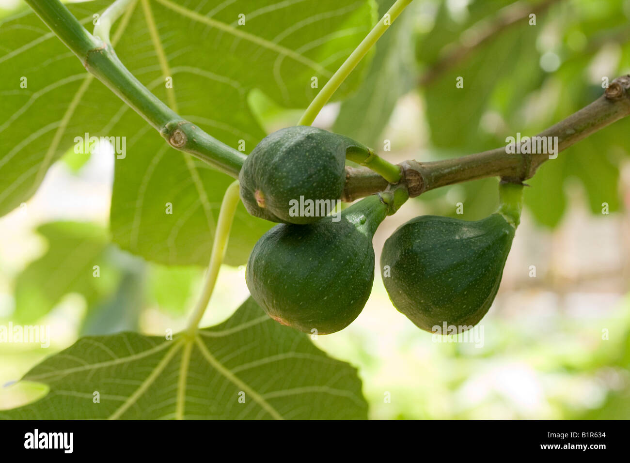 Fig tree garden hi-res stock photography and images - Alamy