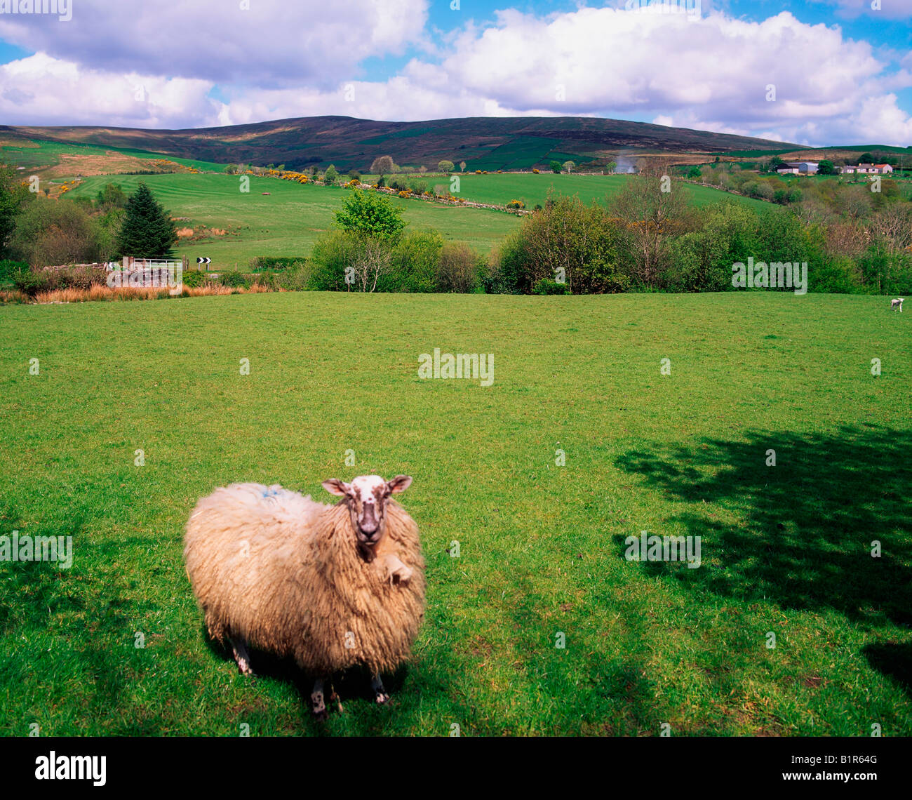 Co Tyrone, Sperrin Mountains, Near Cranagh Stock Photo - Alamy